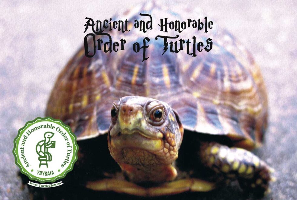 About - Turtle Club Us